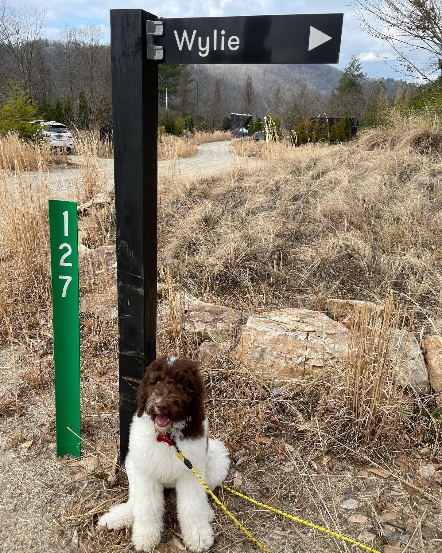 Featured Guests: Olive The Poodle - The Journal by Postcard Cabins