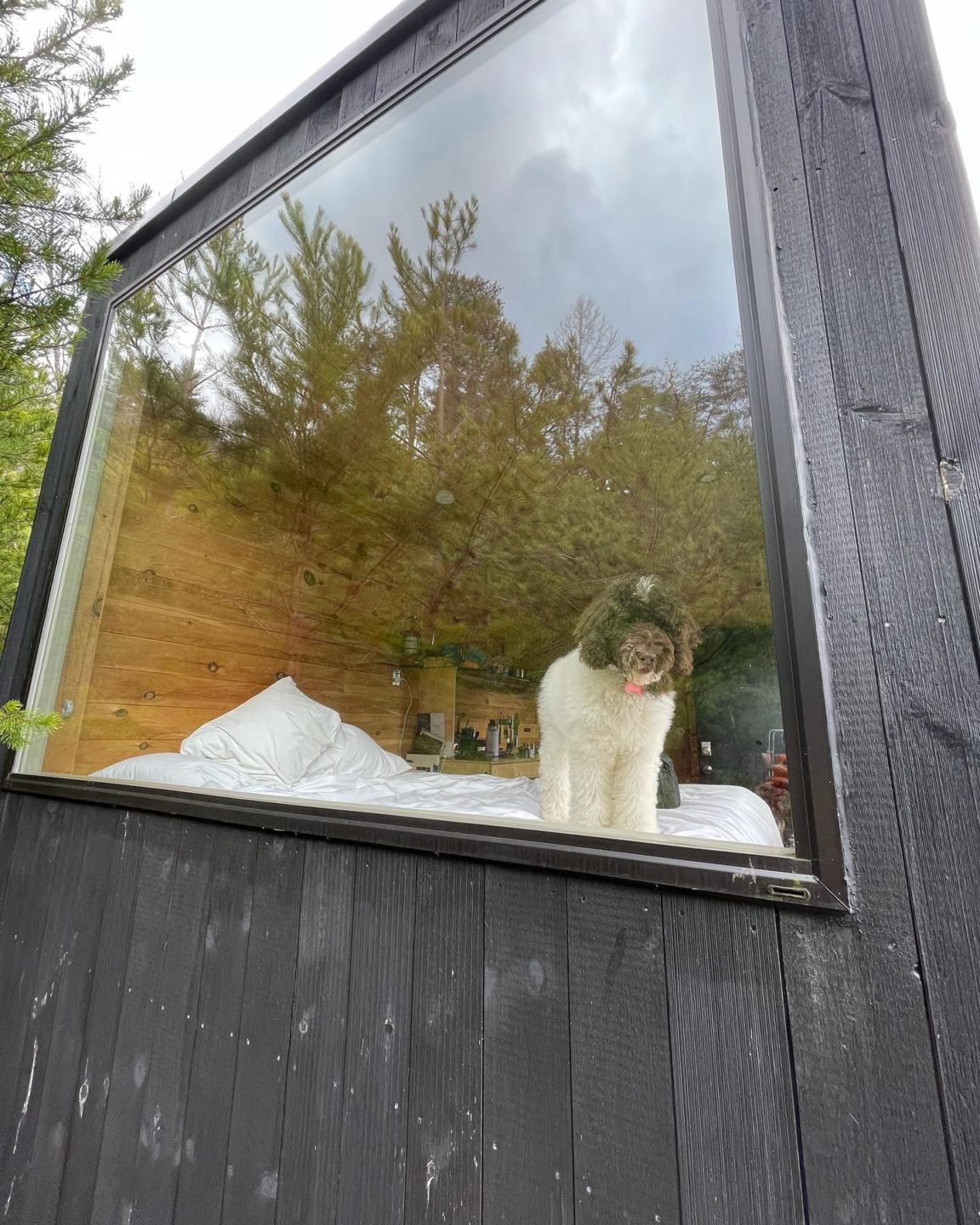 Featured Guests: Olive The Poodle - The Journal by Postcard Cabins